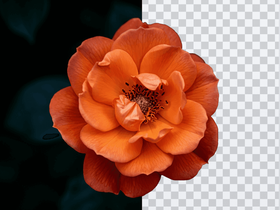 Edit Anything, Anywhere with Kittl Editor